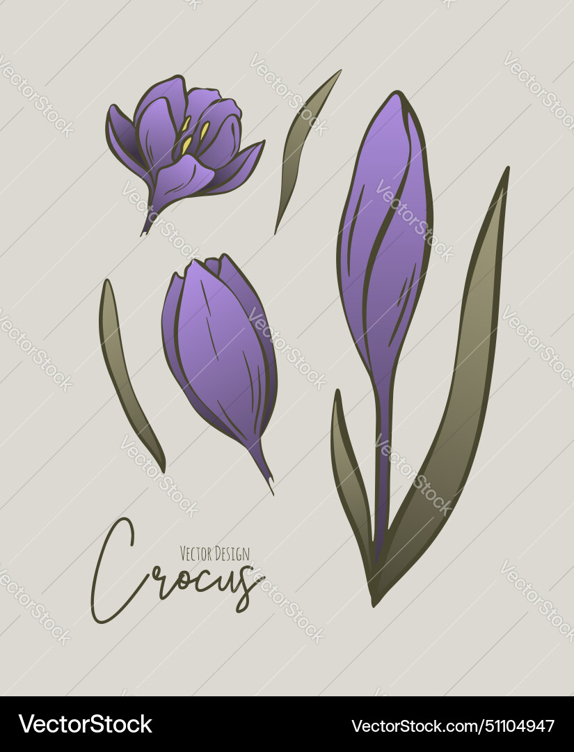 Botanical colored set of line crocus flowers Vector Image