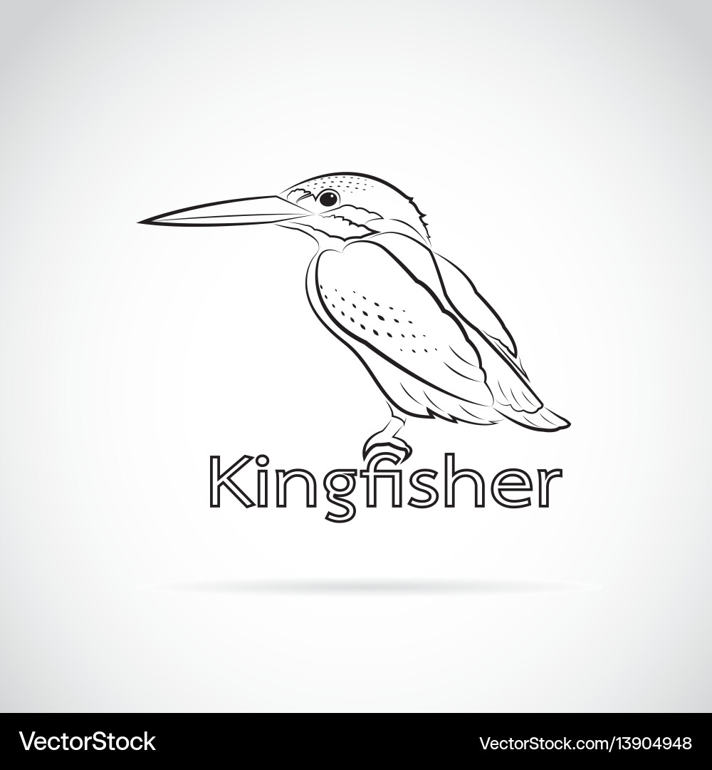 Common kingfisher alcedo atthis on white Vector Image