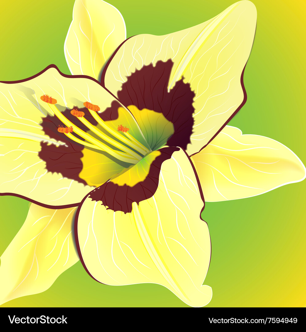 Lily Royalty Free Vector Image - VectorStock