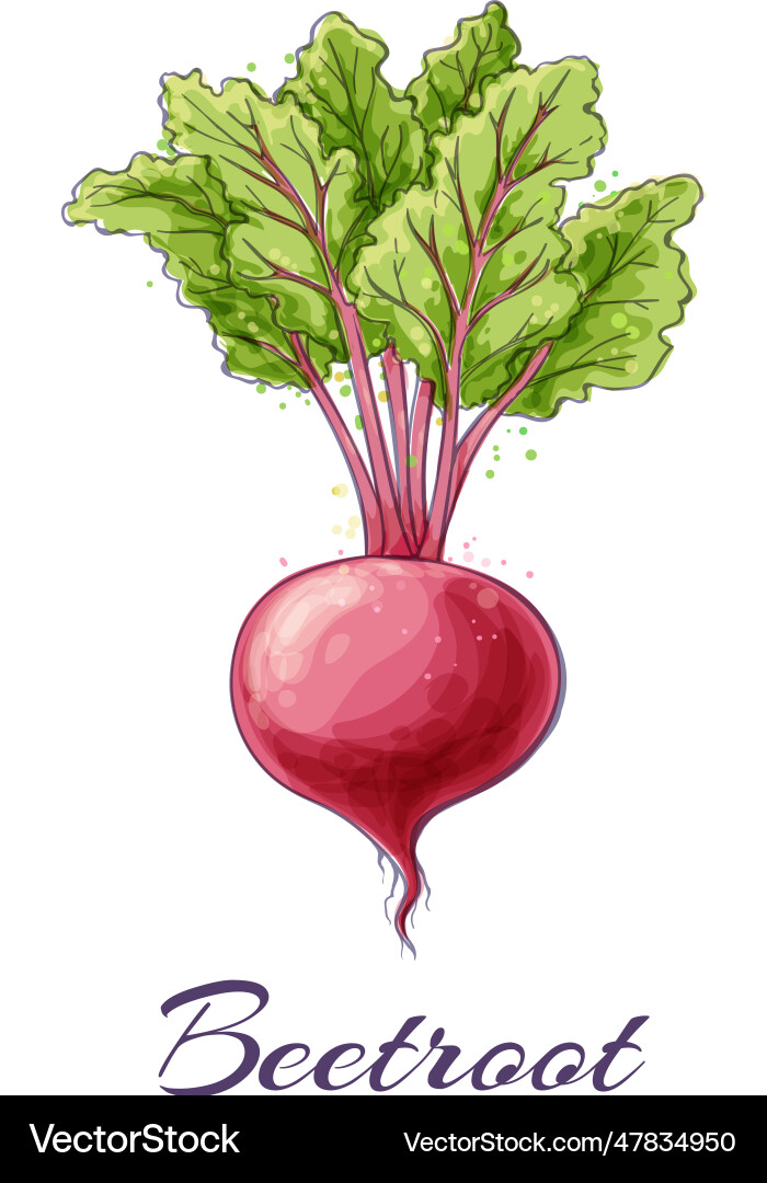 Beet watercolor sketch Royalty Free Vector Image