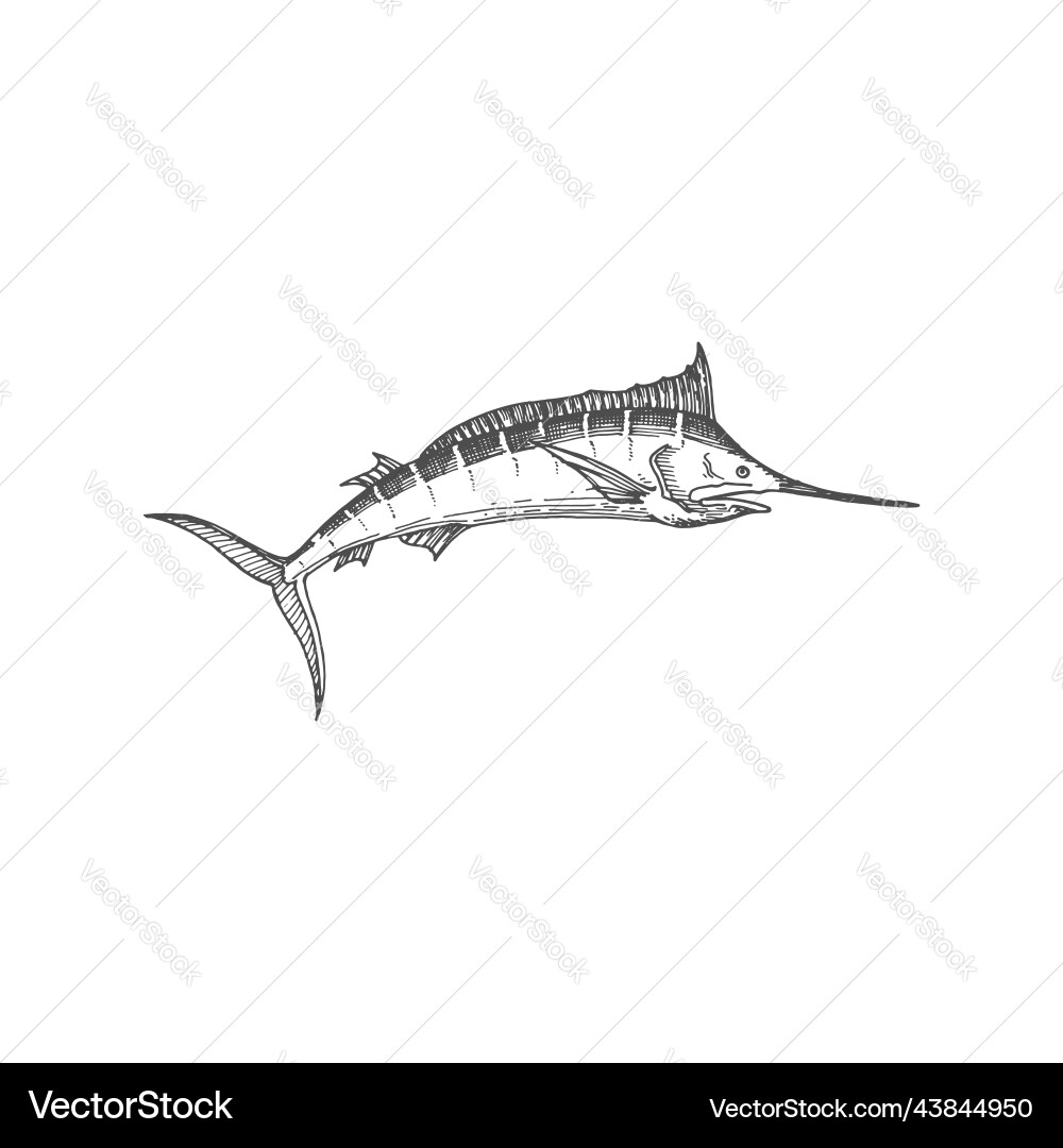 Broadbill fish sword like snout isolated swordfish