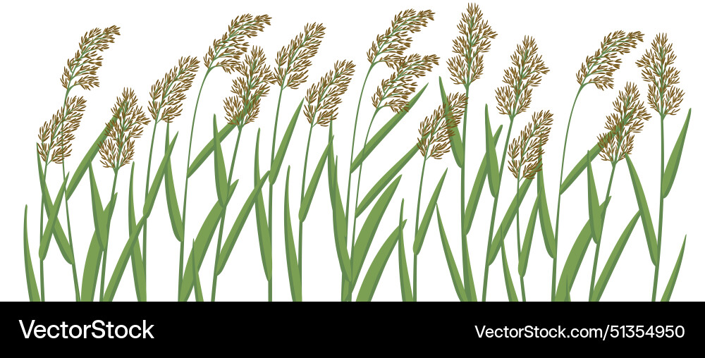 Drawing wild plants reed Royalty Free Vector Image
