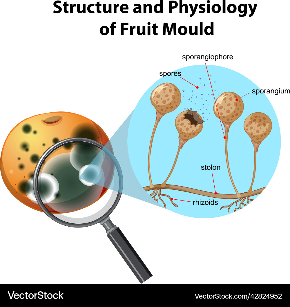 Structure and physiology of orange mold Royalty Free Vector