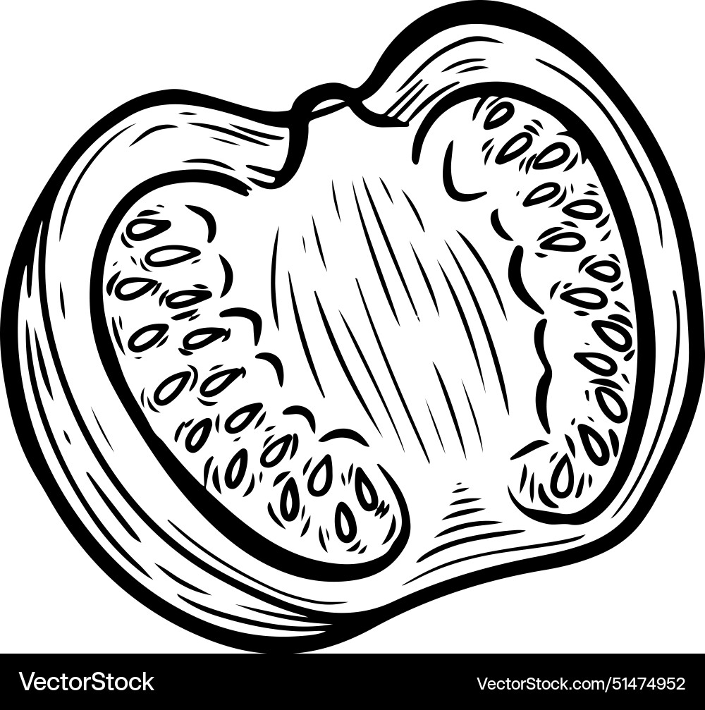 Tomato half line drawing Royalty Free Vector Image