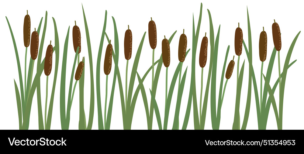 Drawing wild plants lesser bulrush Royalty Free Vector Image