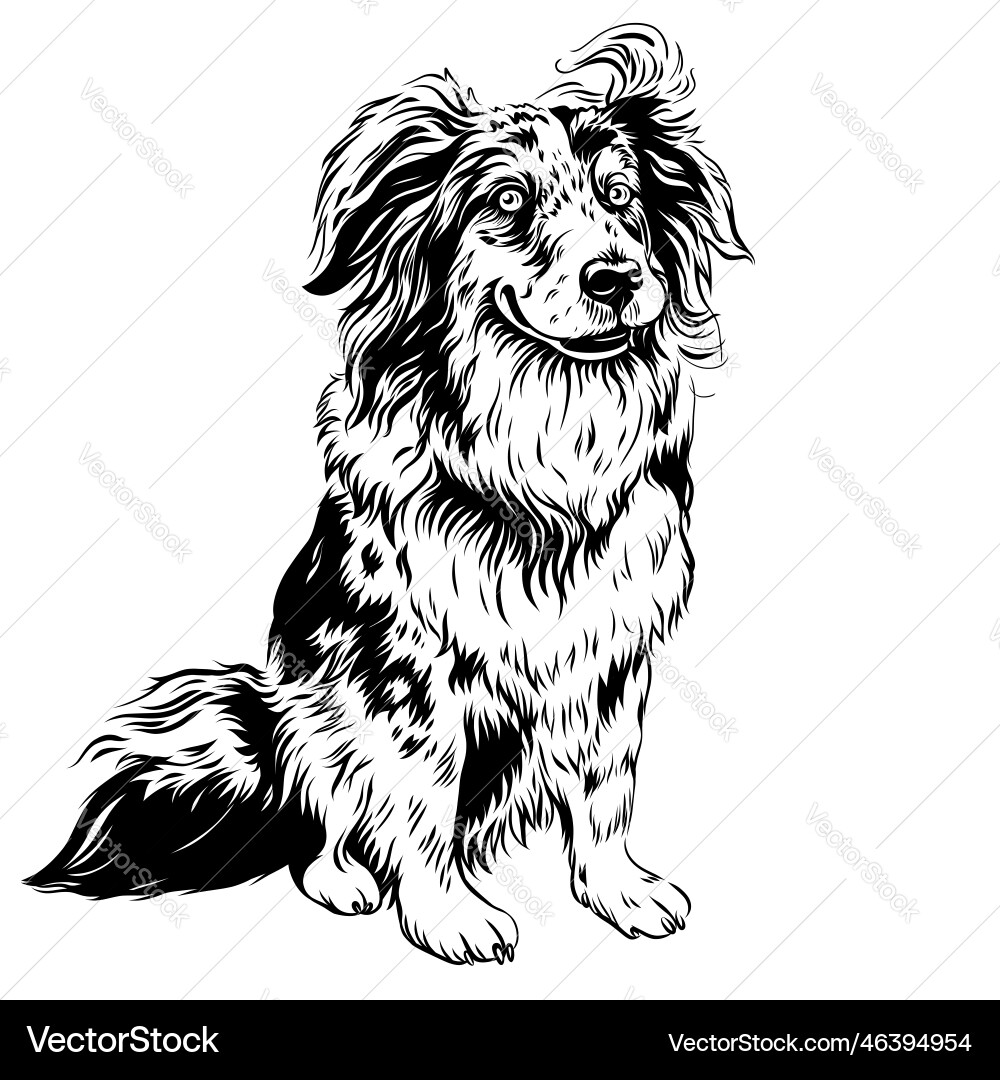 Dog red australian shepherd breed Royalty Free Vector Image
