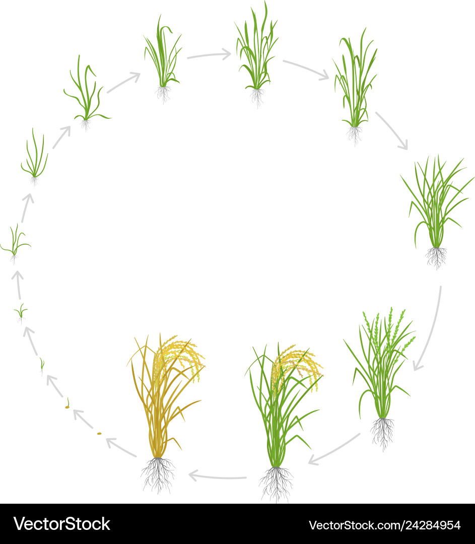 Rice Life Cycle Growth Stages Royalty Free Vector Image