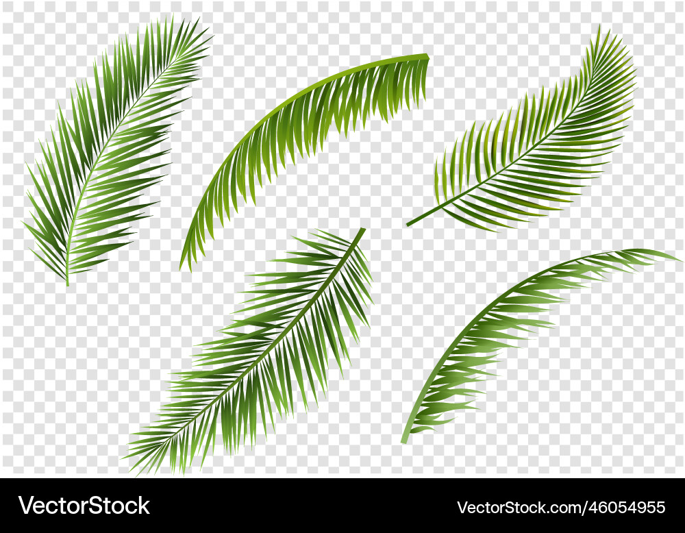 Palm tree branches set isolated transparent Vector Image