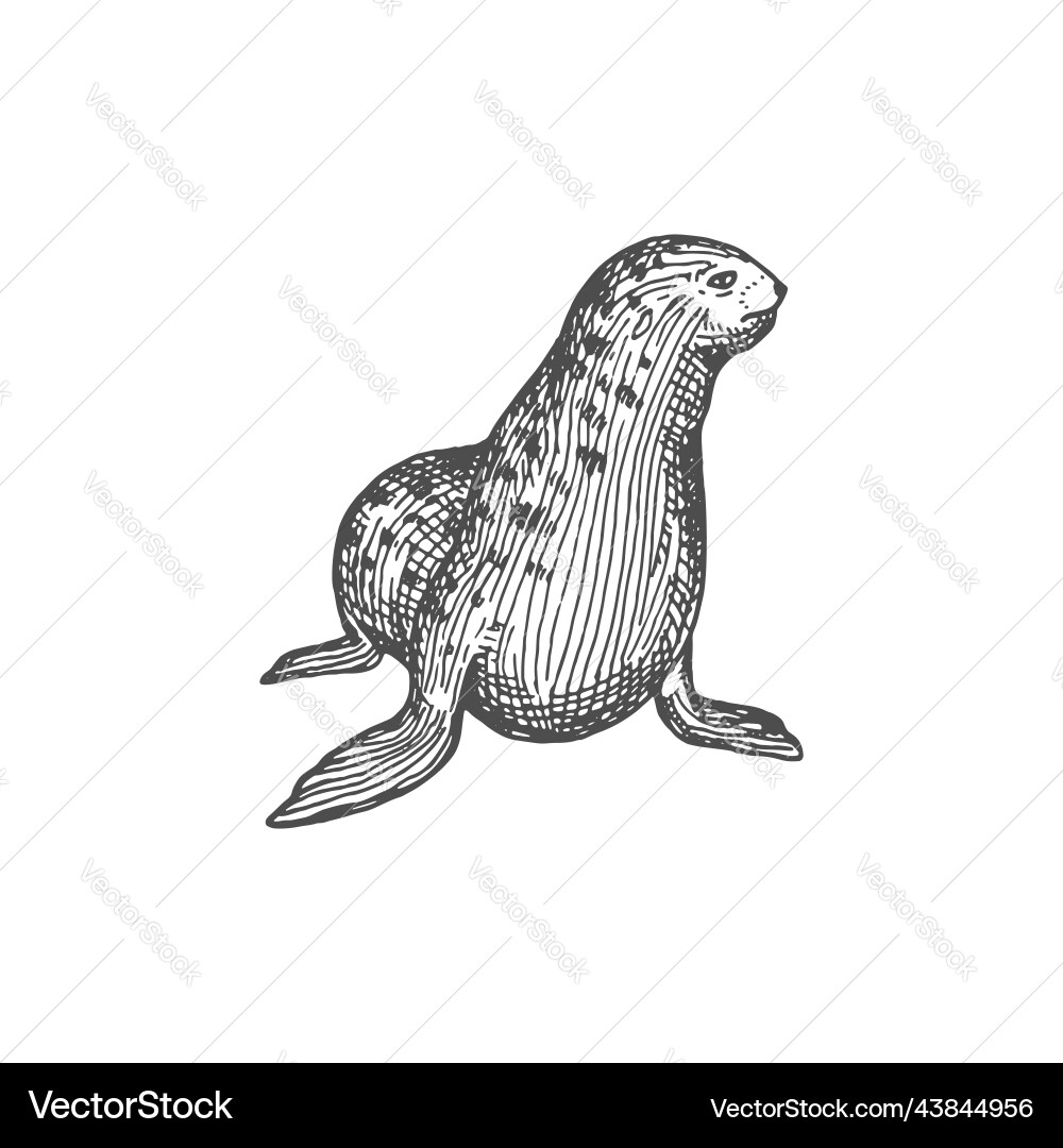 Pinniped seal fur-seal sea animal isolate sketch Vector Image