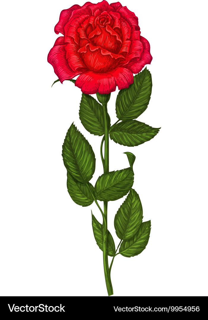 Red rose isolated on a white background Royalty Free Vector