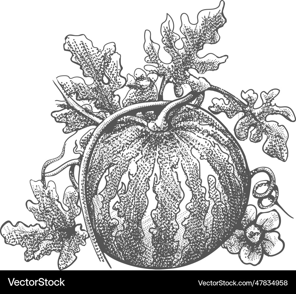 Watermelon engraving hand drawn sketch Royalty Free Vector