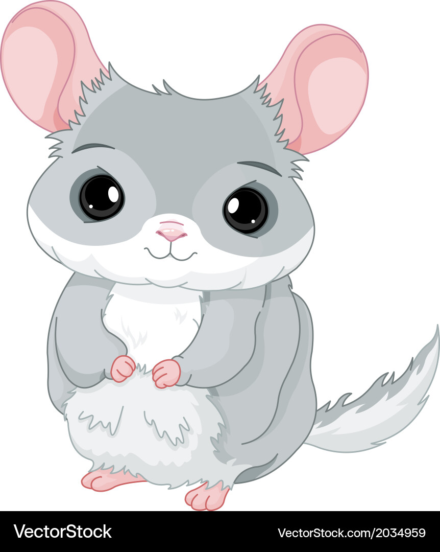 Chinchilla Royalty Free Vector Image - VectorStock