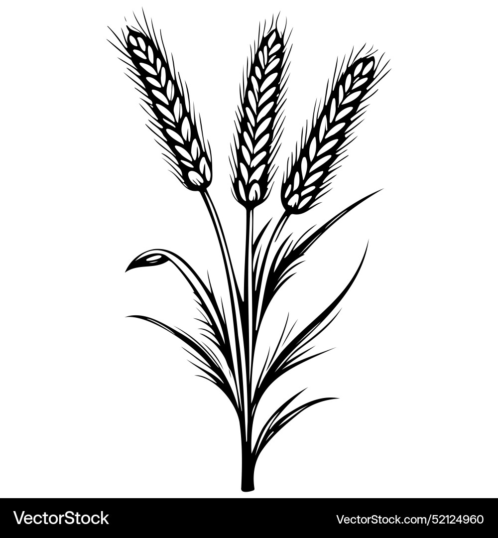 Cartoon wheat drawing line head art black Vector Image