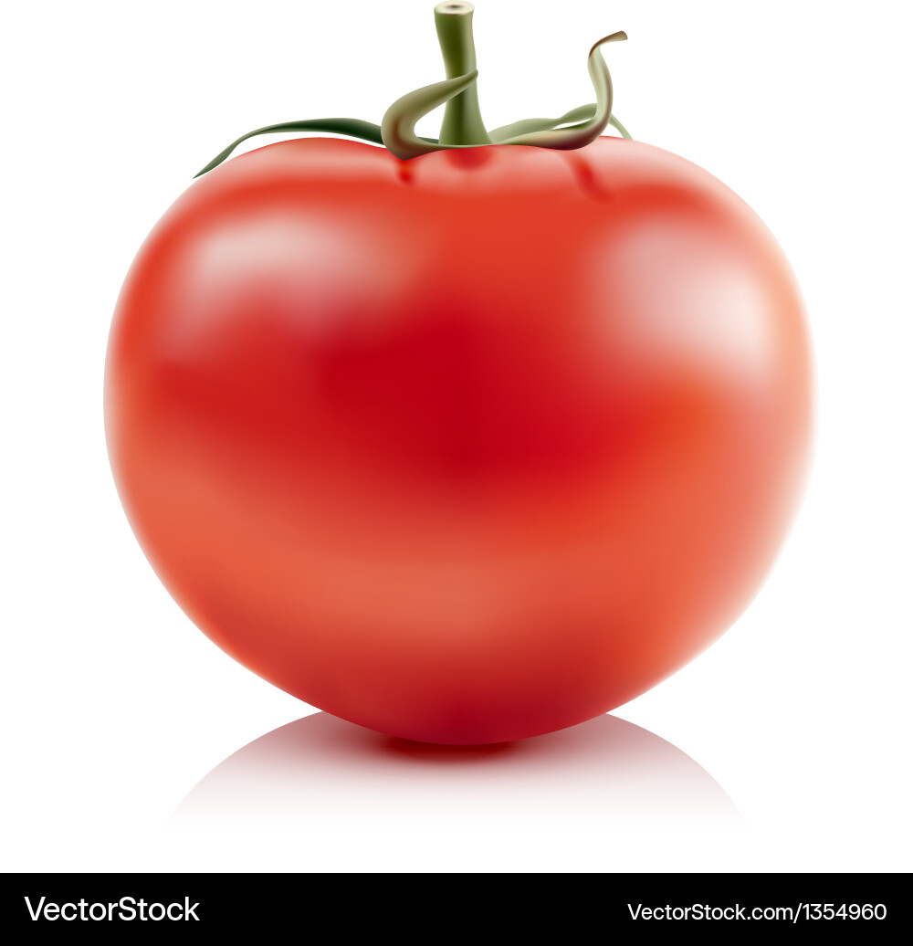 Tomato Royalty Free Vector Image - VectorStock