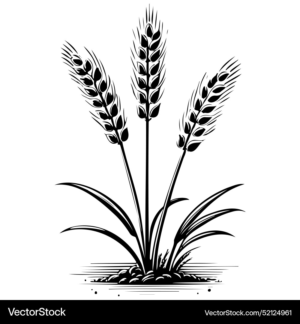 Cartoon wheat monochrome outline drawing Vector Image