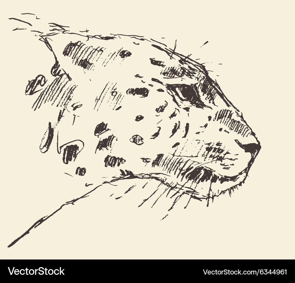 Leopard Head Drawing Engraving Leopard Face Royalty Free Vector Image