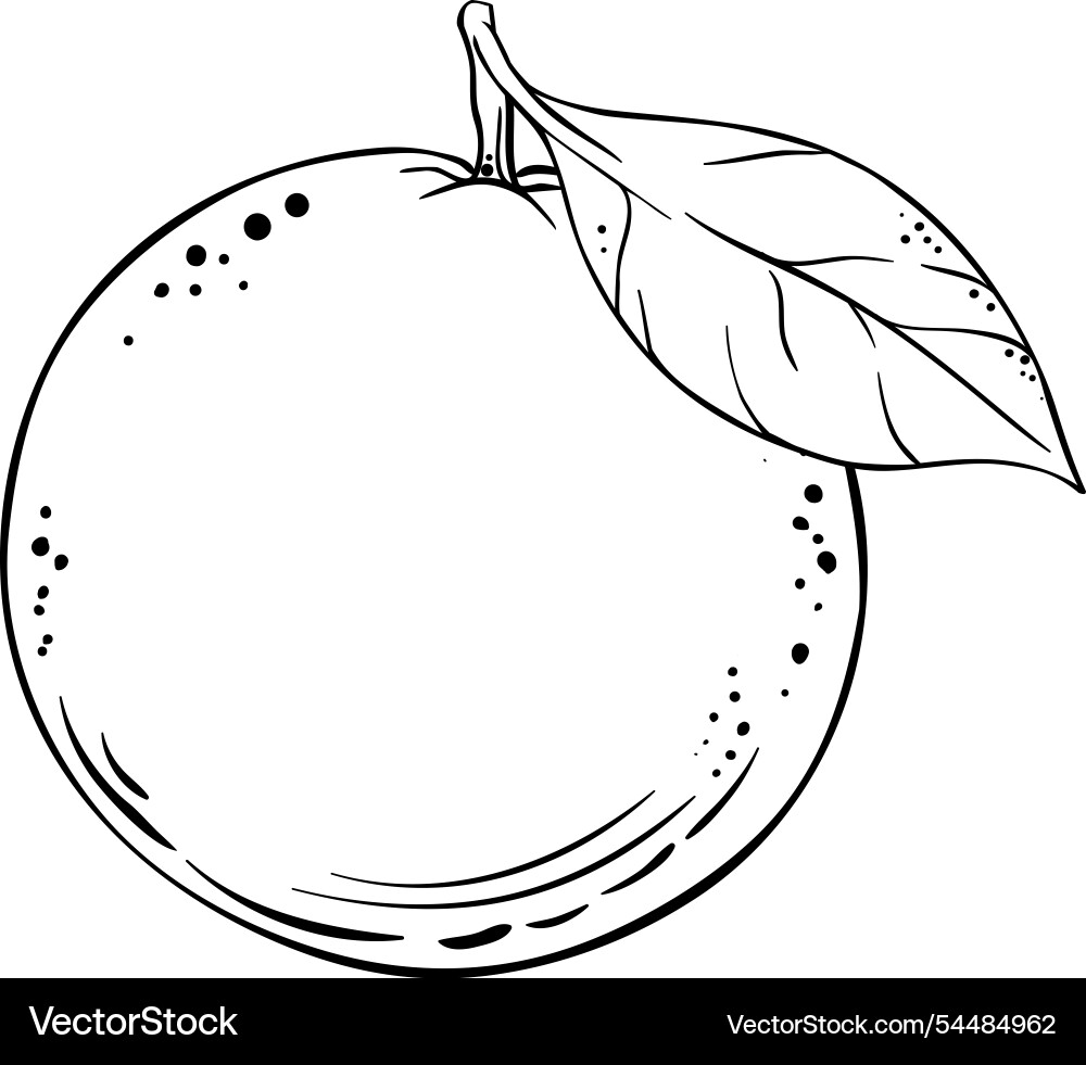 Orange fruit isolated outline Royalty Free Vector Image