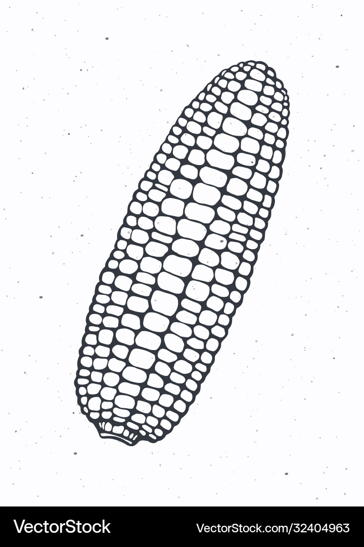 Maize or corn cob without leaves Royalty Free Vector Image