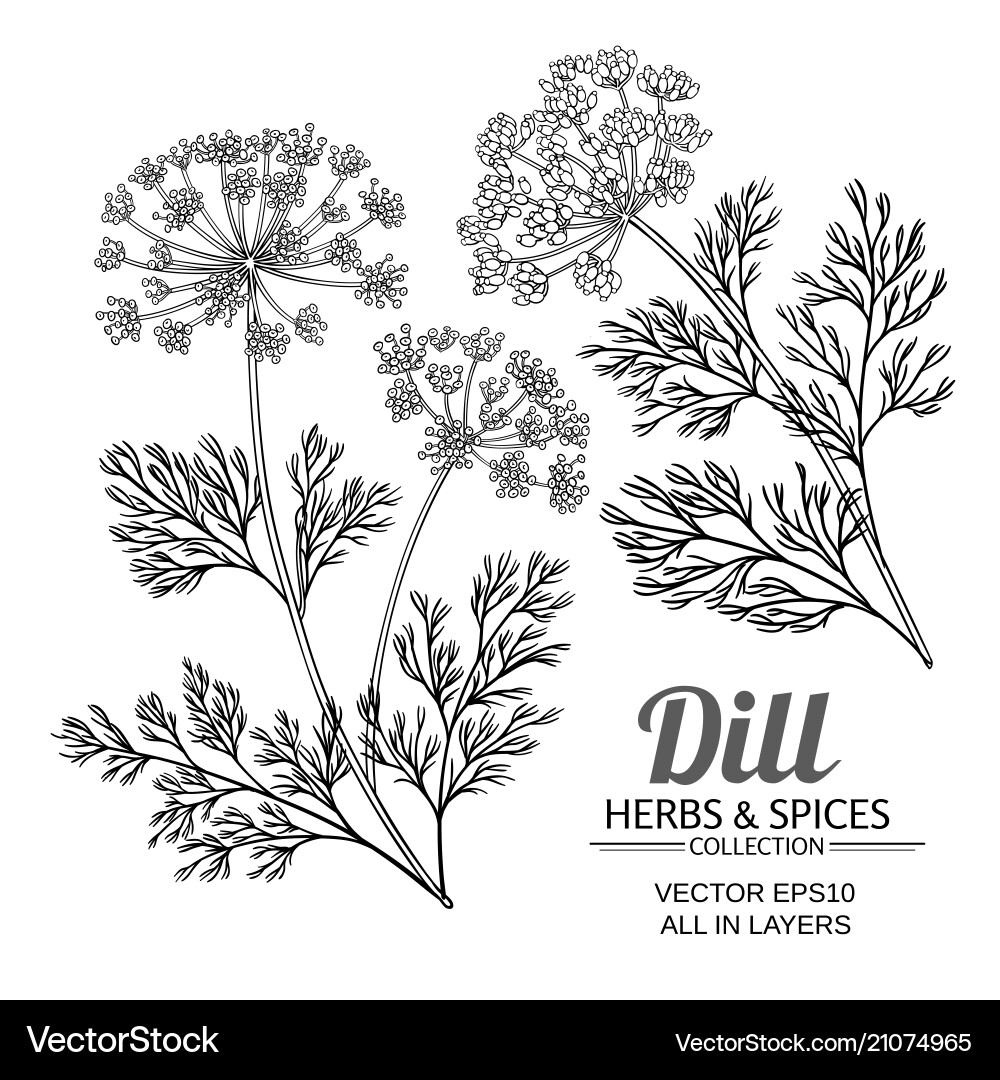 Dill plant set Royalty Free Vector Image - VectorStock