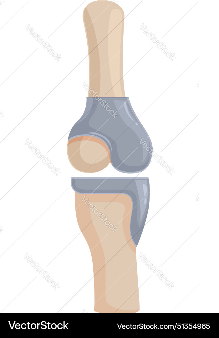 Human knee joint anatomy Royalty Free Vector Image