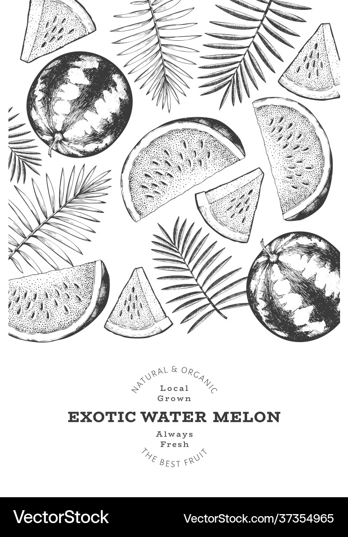 Watermelon and tropical leaves design template Vector Image