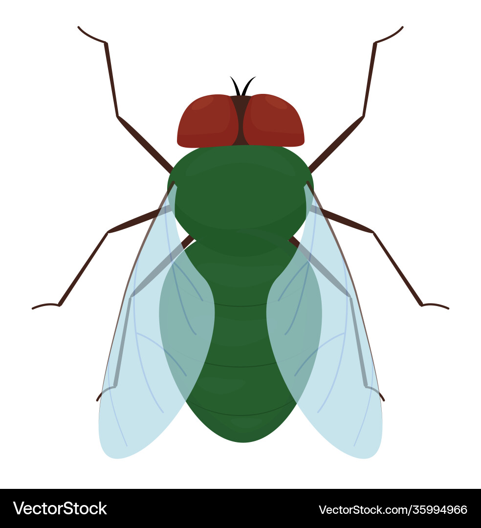 Cartoon green fly isolated on white background Vector Image