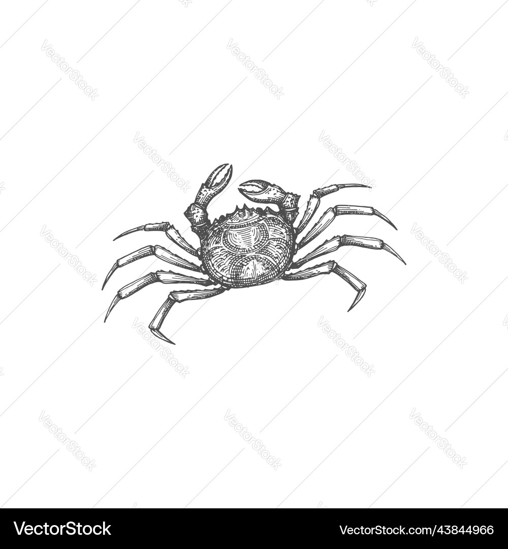 Crab drawing isolated crustacean animal Royalty Free Vector