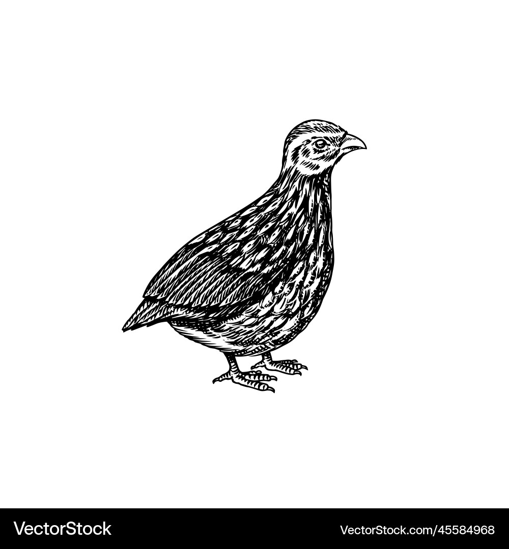 Quail Drawings