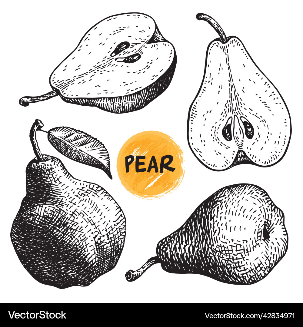 Hand-drawn pears set Royalty Free Vector Image