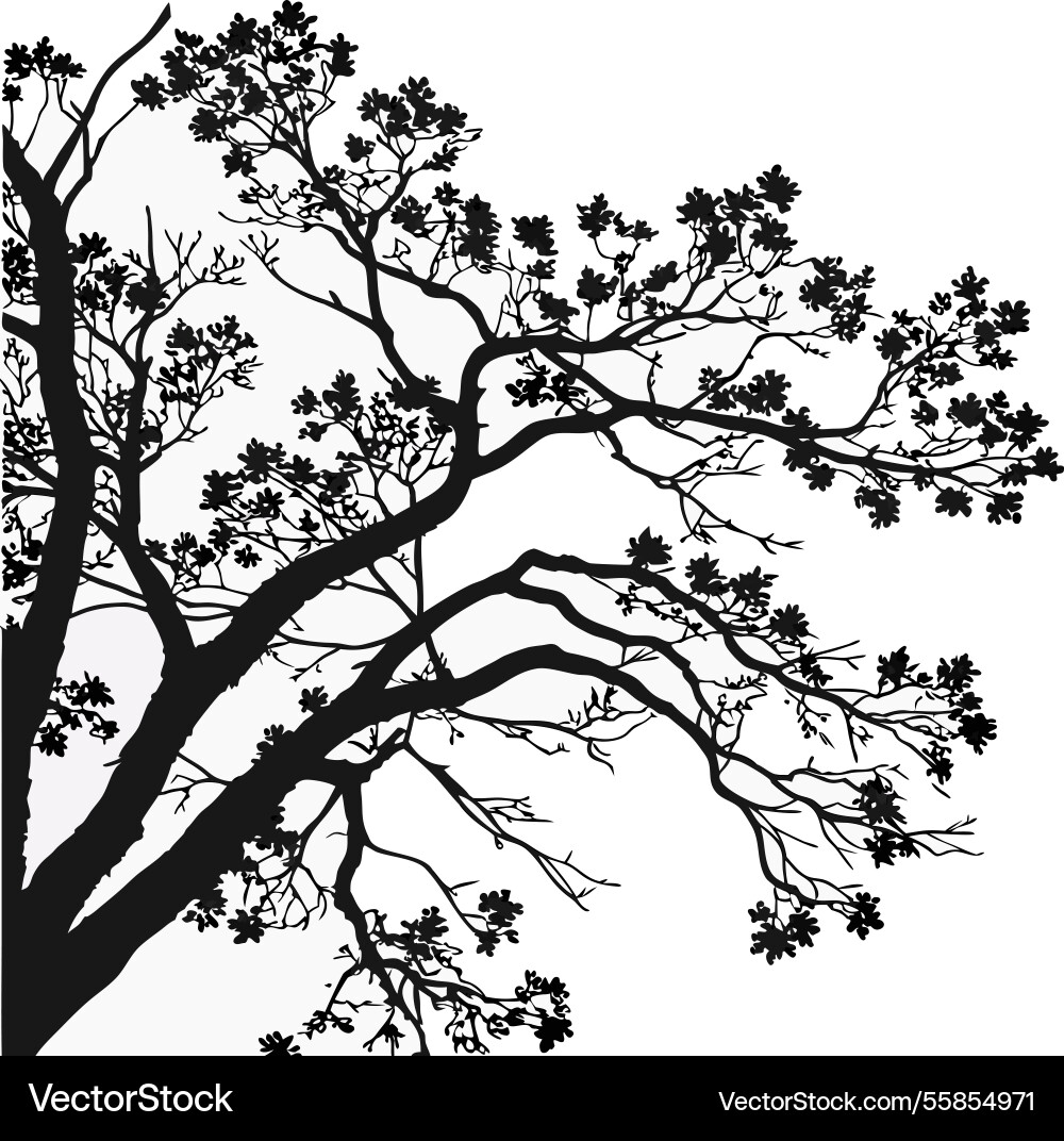 Maple tree black and white Royalty Free Vector Image