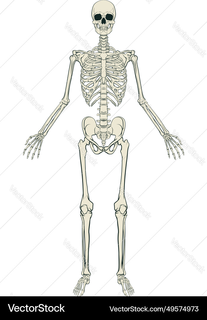 Human skeleton graphic Royalty Free Vector Image