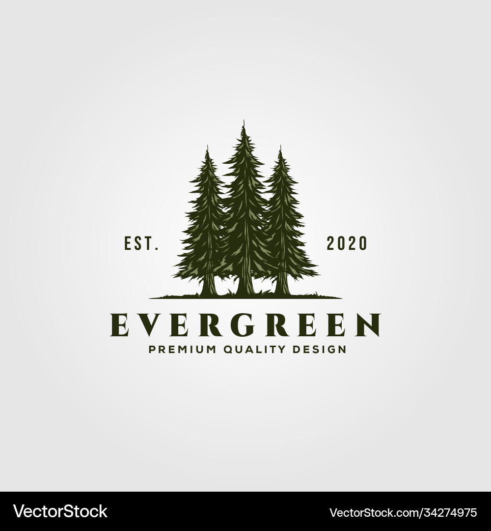 Evergreen logo vintage design pine trees Vector Image