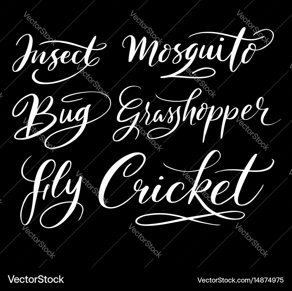 Insekt und Bughand geschriebene Typografie Vektorbild