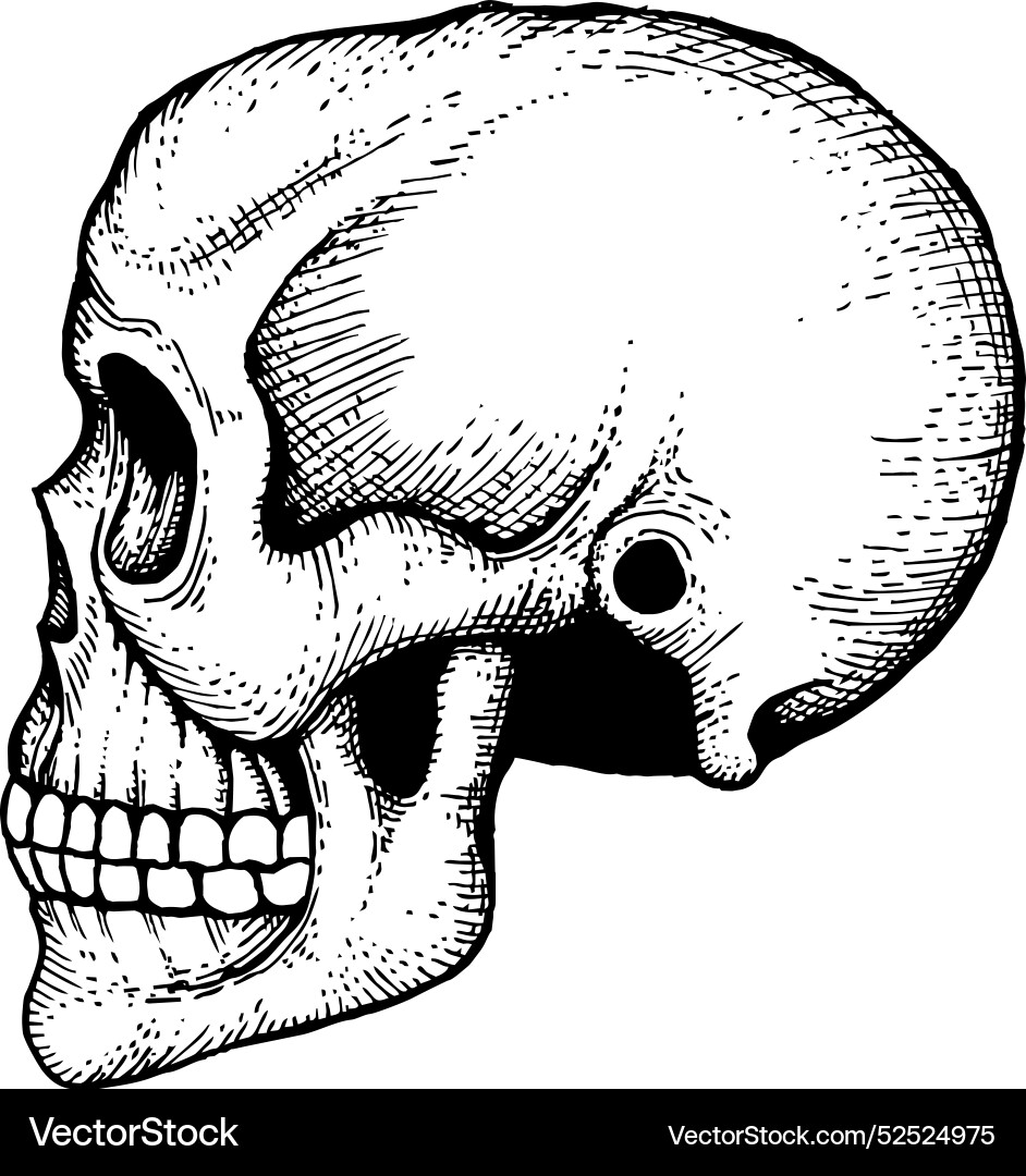 Skull engraving hand drawn human head side view Vector Image