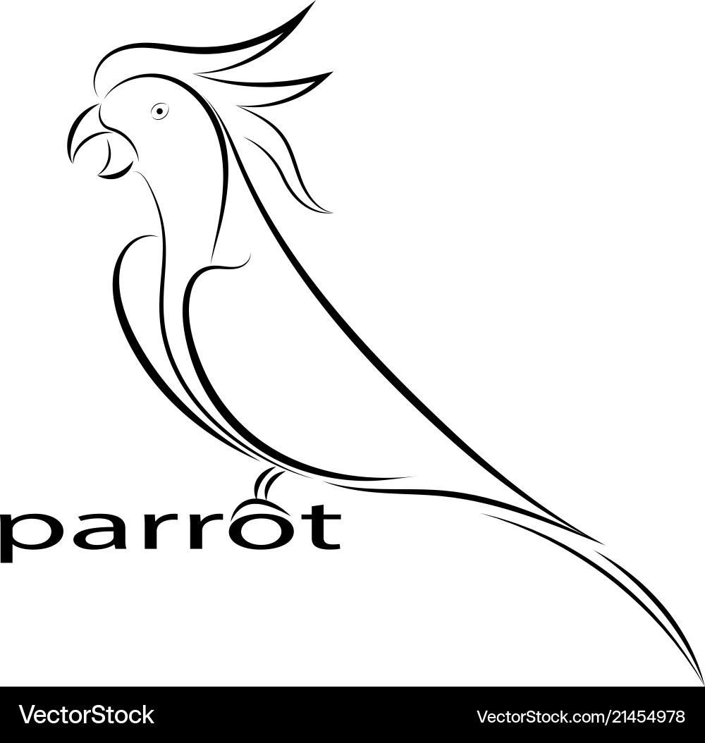 Parrot line drawing Royalty Free Vector Image - VectorStock