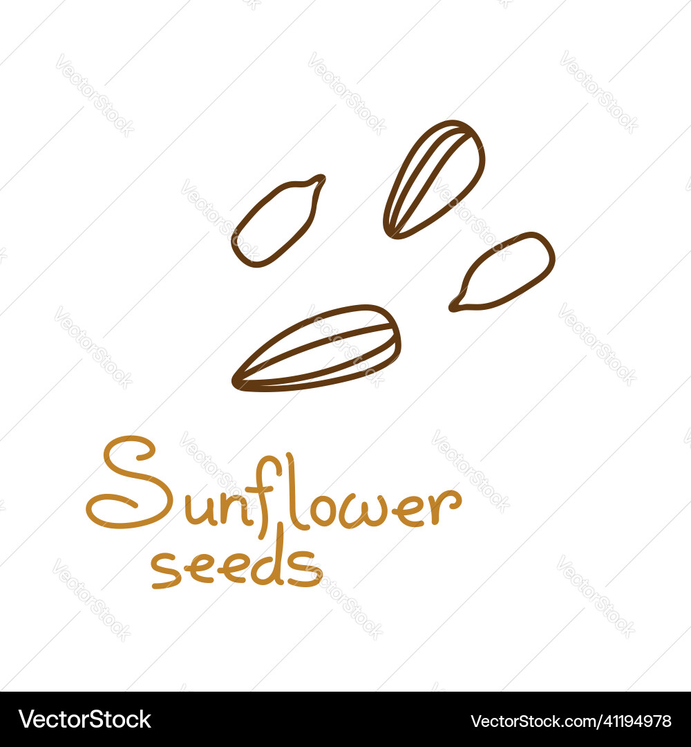 Sunflower seeds hand drawn graphics element Vector Image