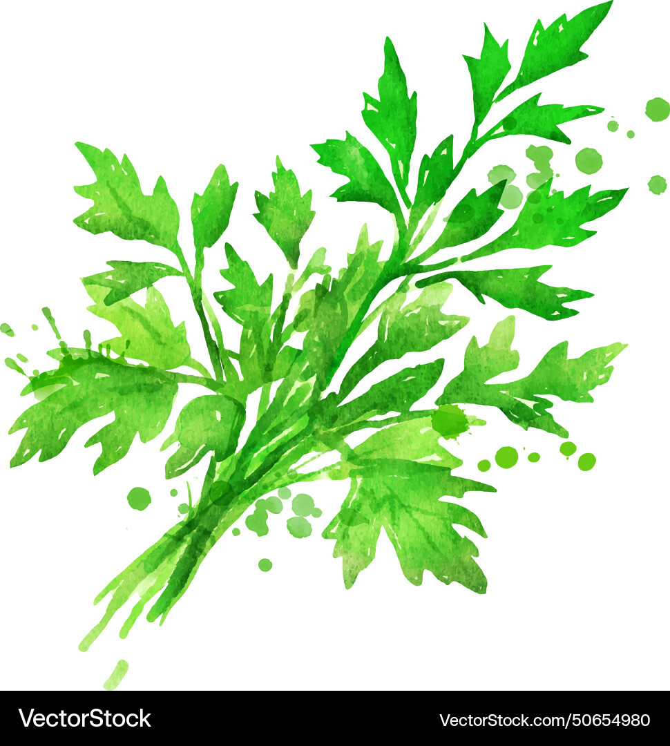 Watercolor of parsley Royalty Free Vector Image