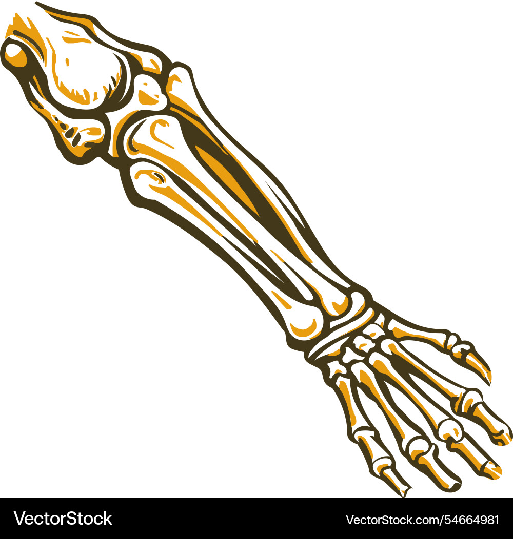A vintage of forearm bones Royalty Free Vector Image