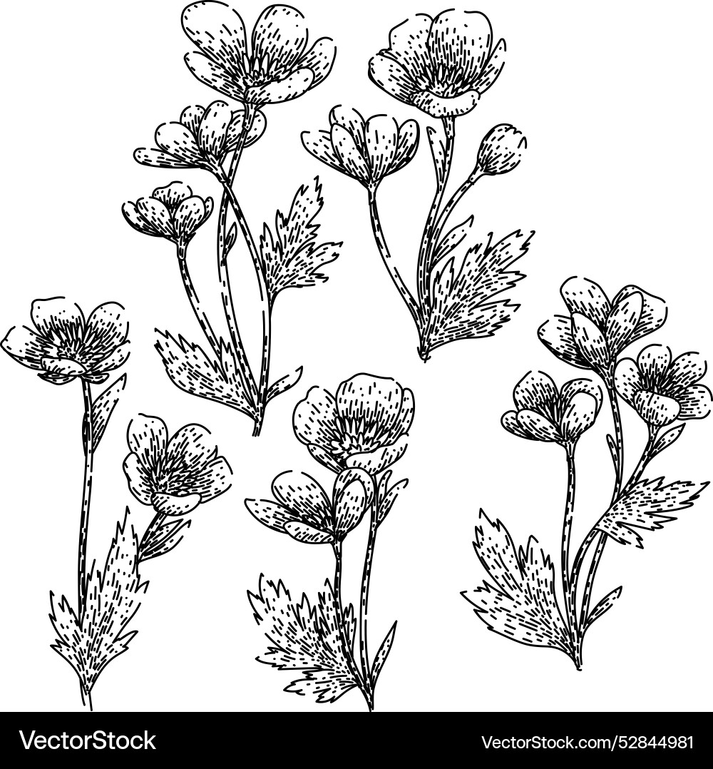 Buttercup set sketch hand drawn Royalty Free Vector Image
