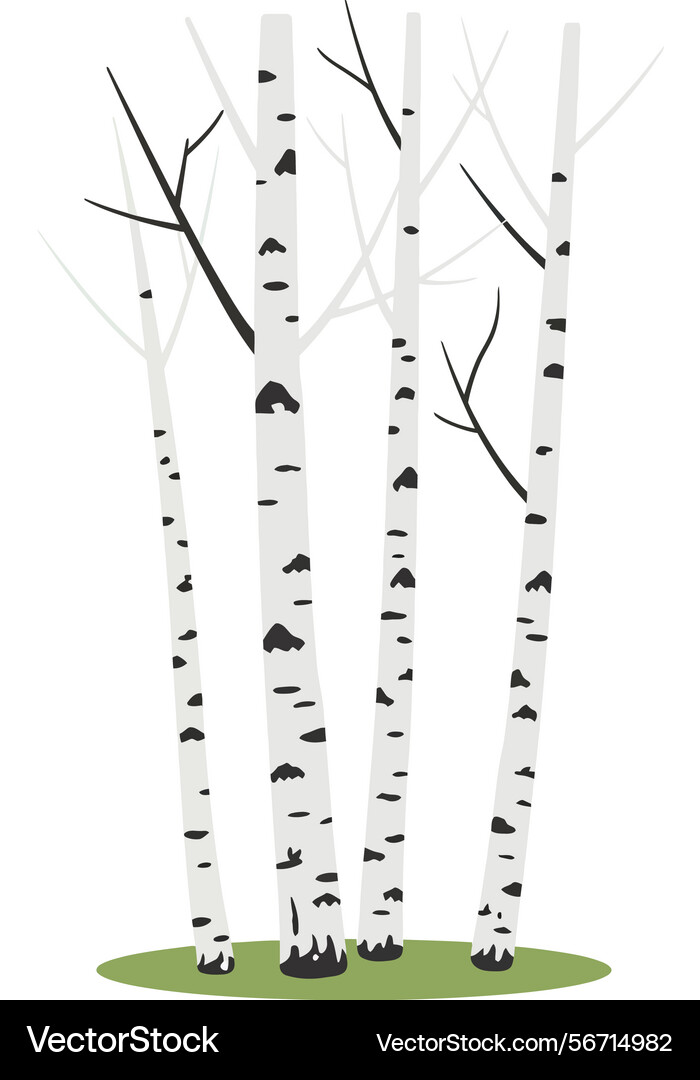 Birch trees cluster with white bark and black Vector Image