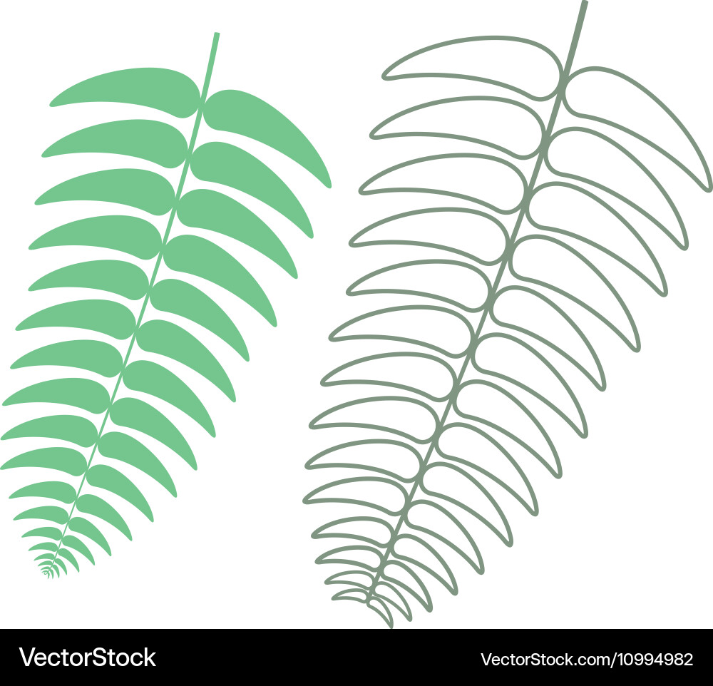 Fern leaf Royalty Free Vector Image - VectorStock