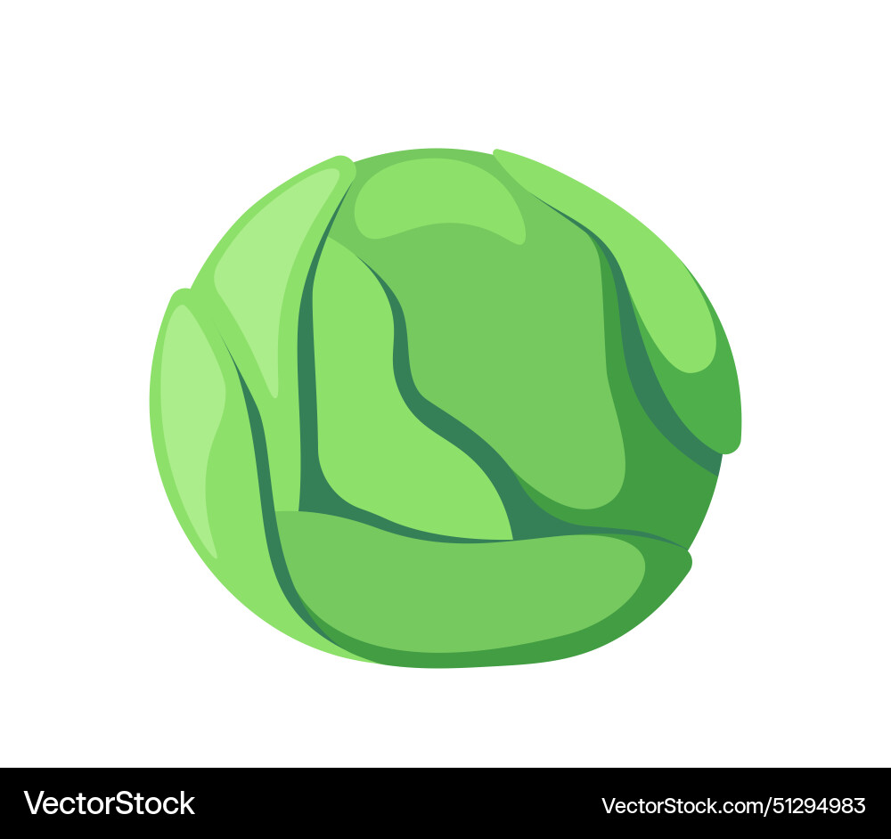 Stylized green cabbage on a white background Vector Image