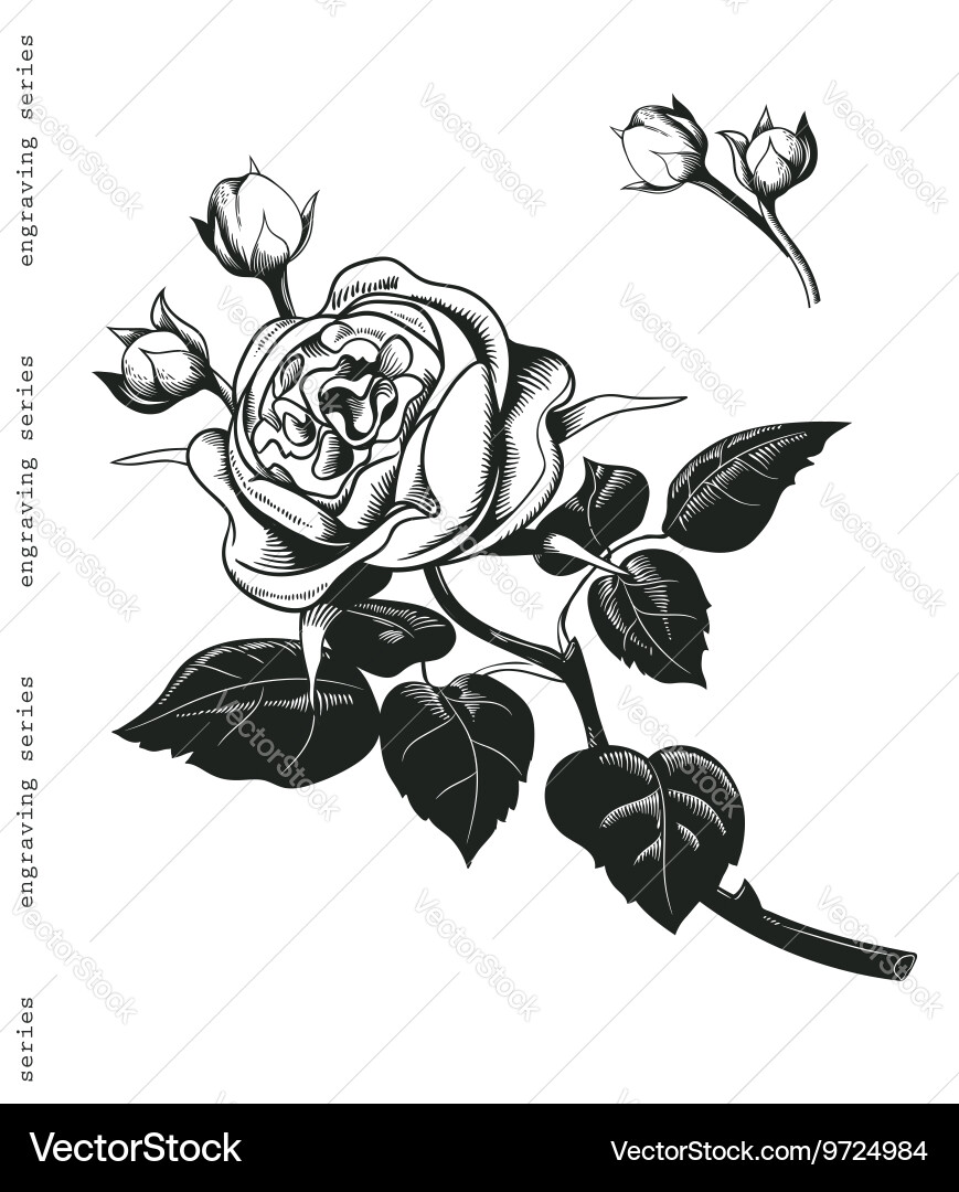 Hand sketched wintage rose in engraving style Vector Image