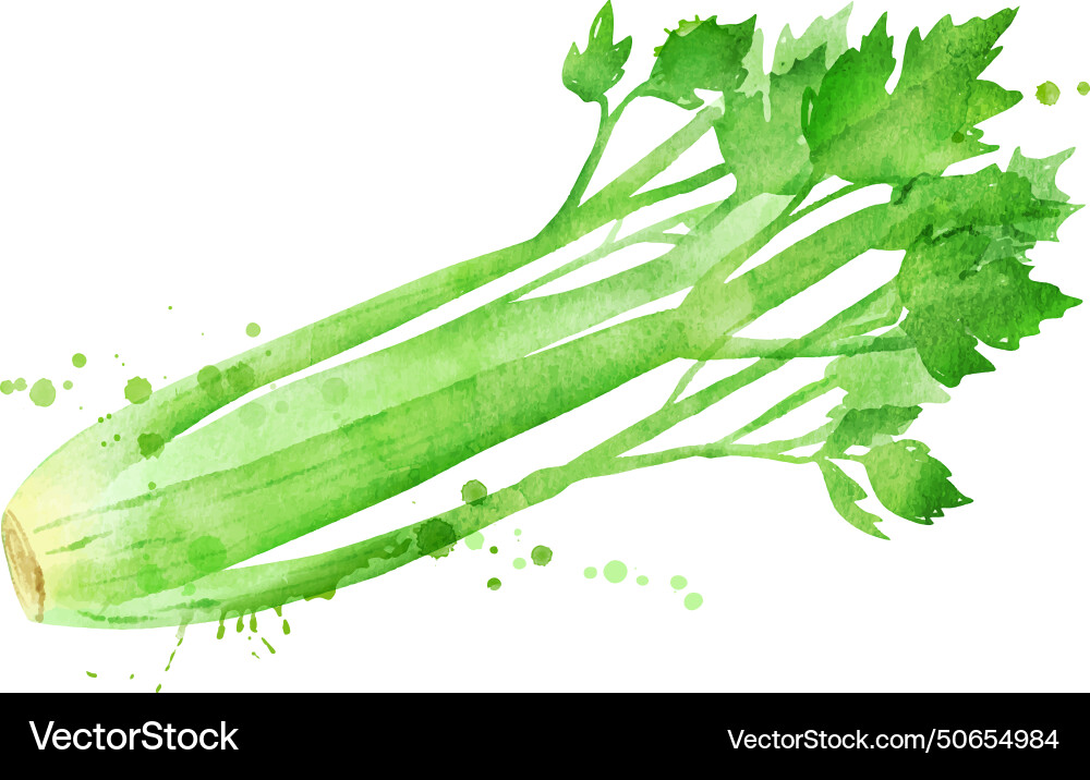 Watercolor of celery Royalty Free Vector Image