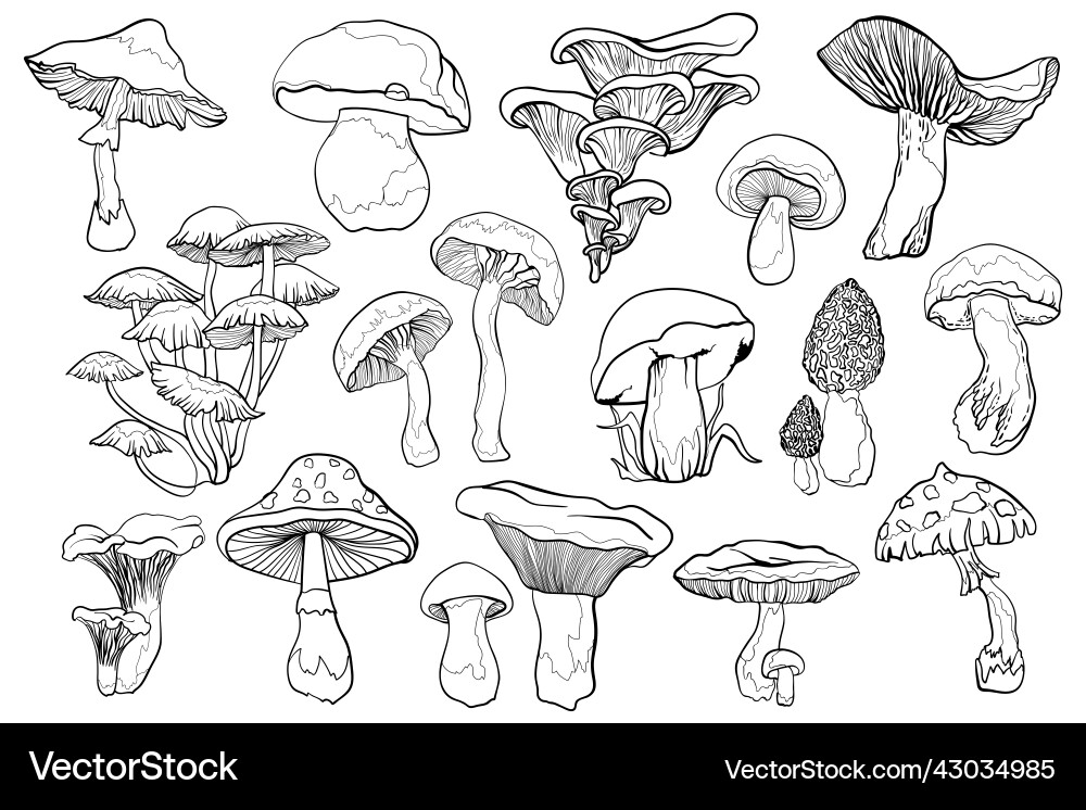 Mushroom Line Art Set Royalty Free Vector Image