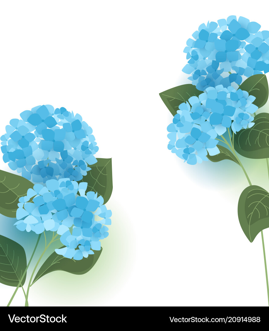 Hydrangea flower Royalty Free Vector Image - VectorStock