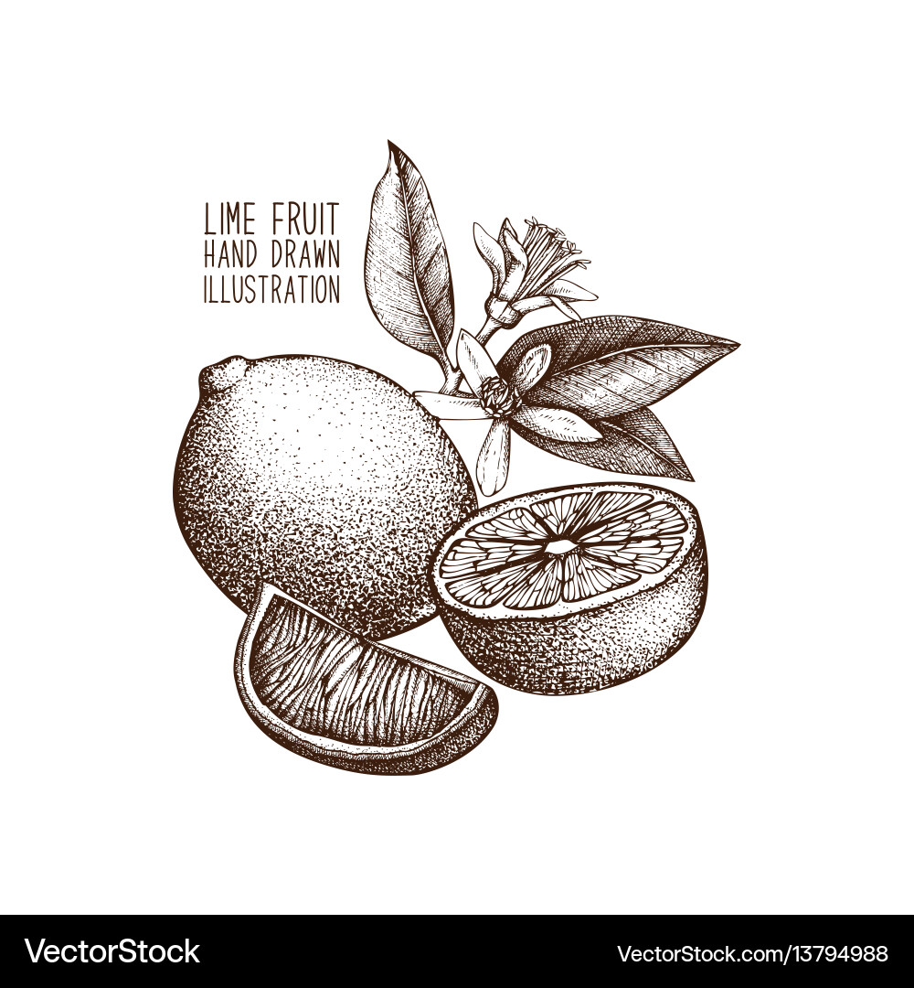 Ink hand drawn lime sketch Royalty Free Vector Image