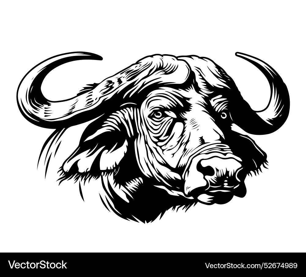 African Buffalo Sketch Royalty Free Vector Image