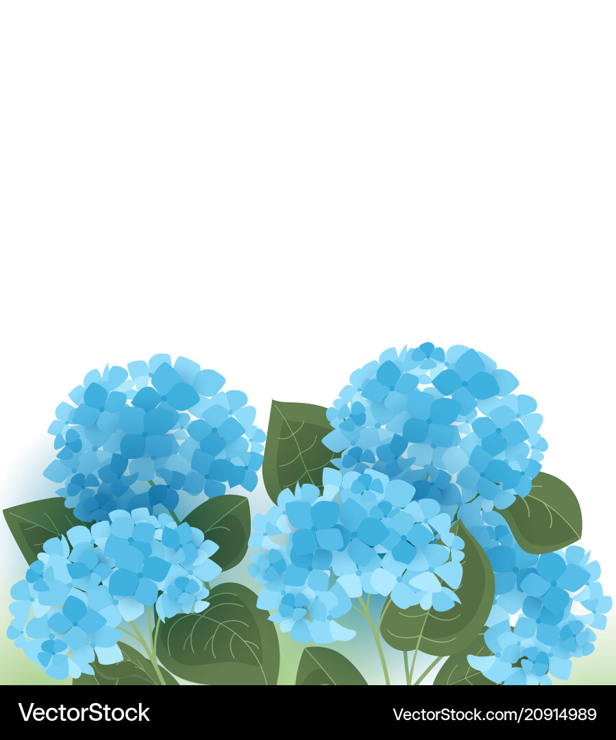 Hydrangea flower Royalty Free Vector Image - VectorStock