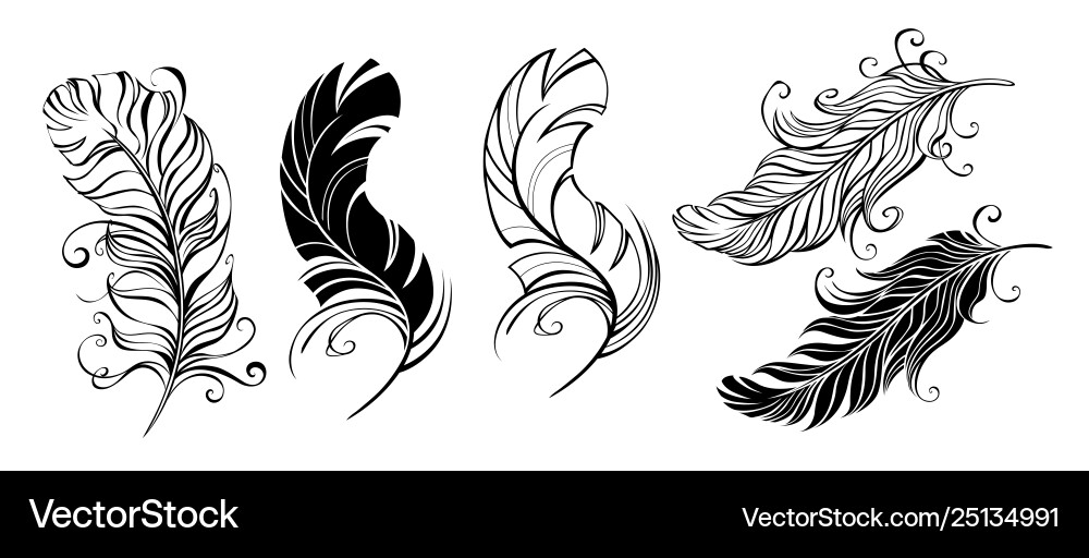 Fluffy feathers Royalty Free Vector Image - VectorStock